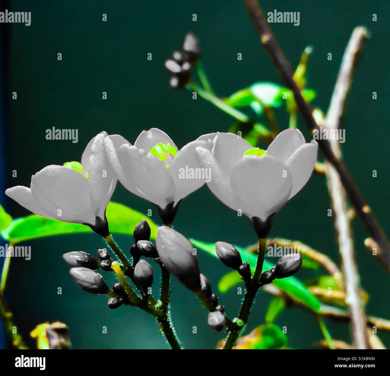 Little silver hi-res stock photography and images - Alamy