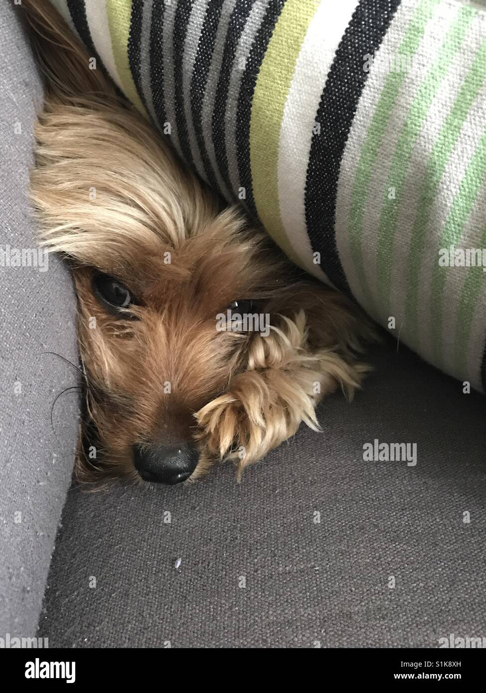Dog hiding hi-res stock photography and images - Alamy