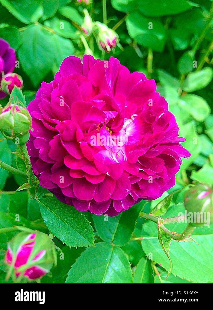 Face of rose Stock Photo - Alamy