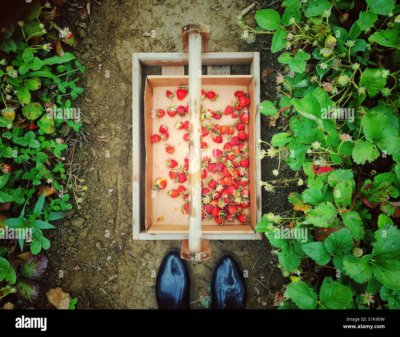Strawberry picking season Stock Photo - Alamy