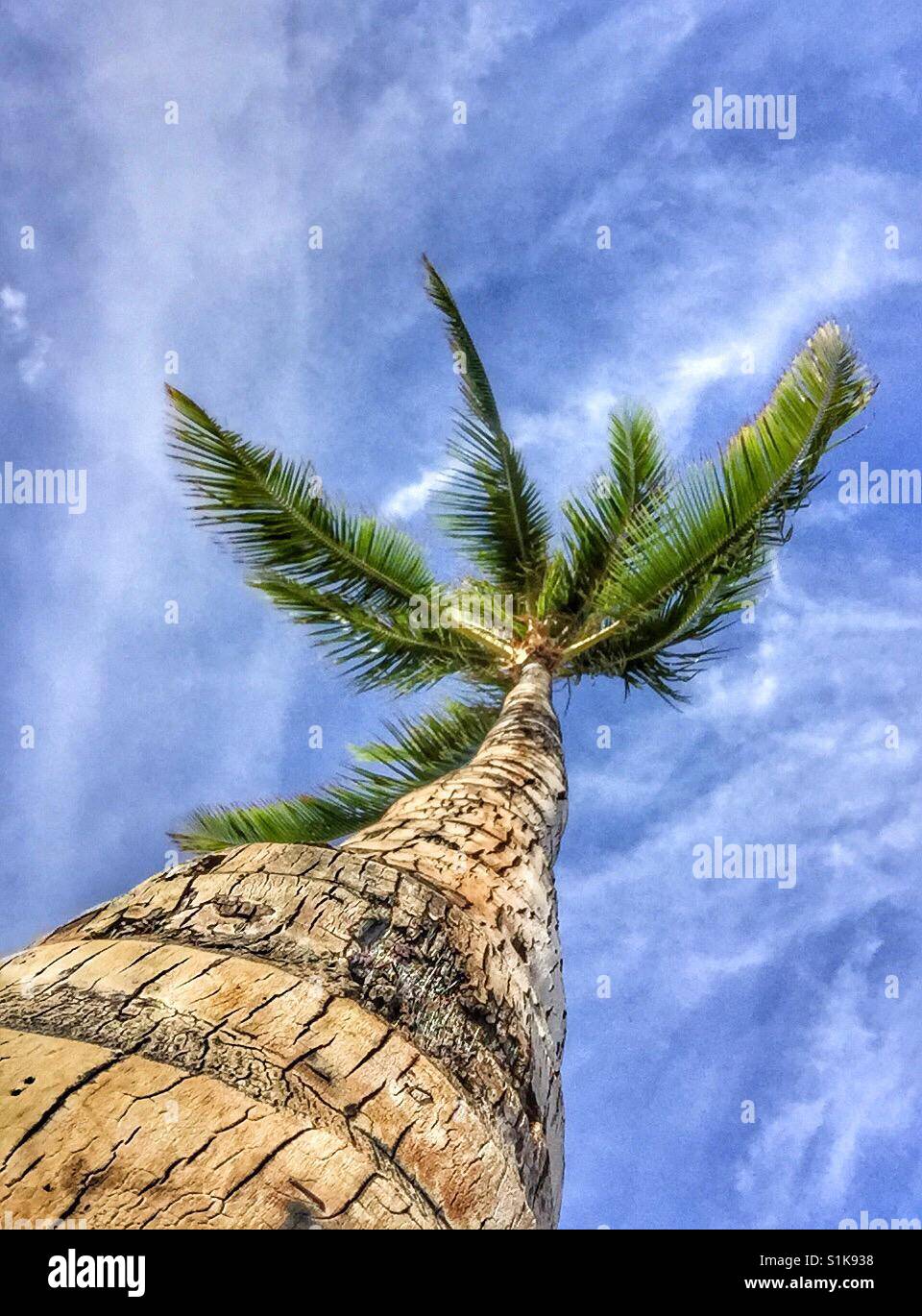 Looking up palm tree to blue sky with light clouds. Tropical escape ...