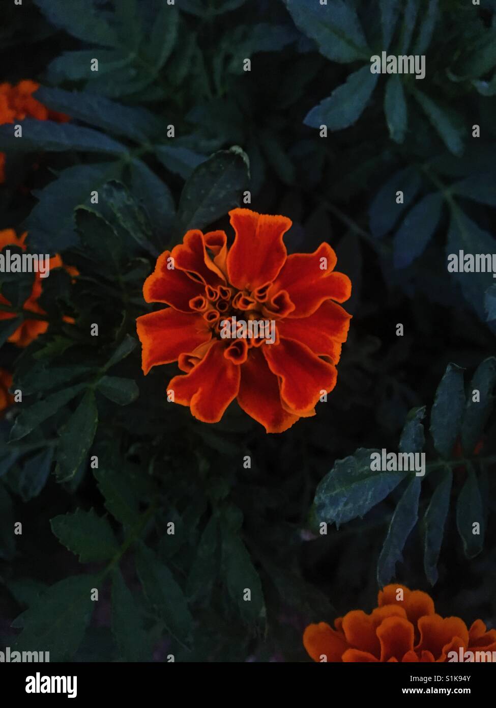 Reddish orange hi-res stock photography and images - Alamy