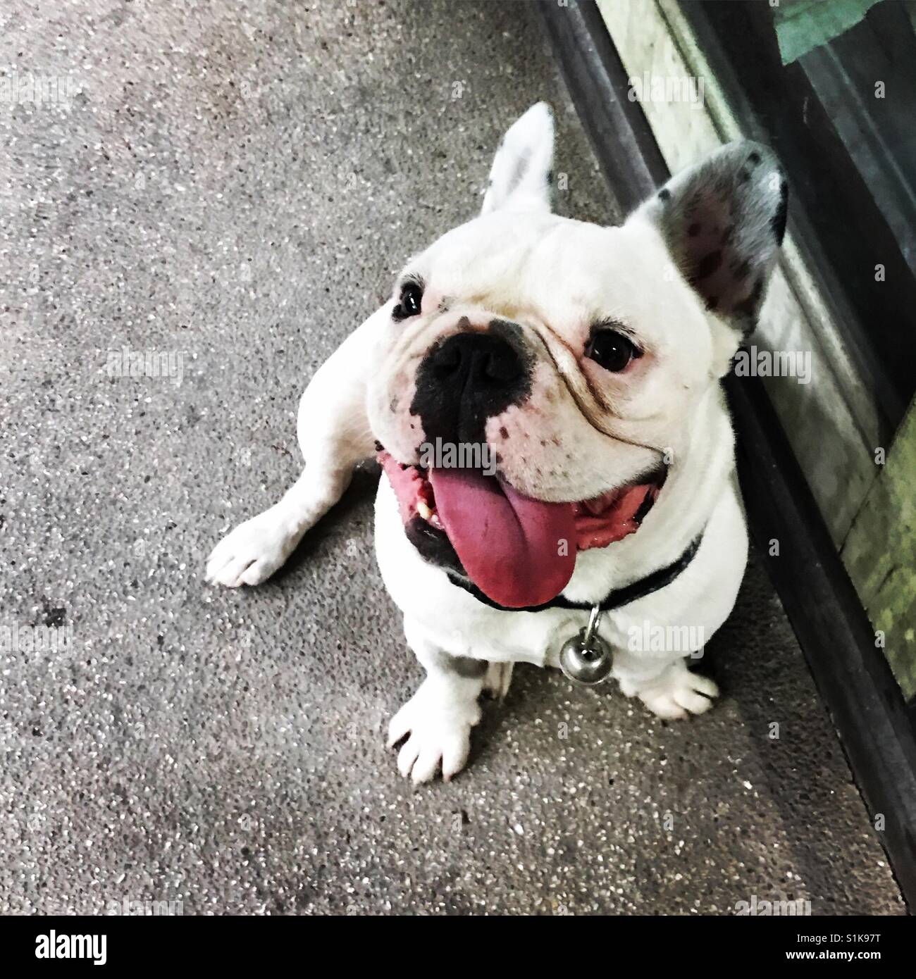 Frenchie hi-res stock photography and images - Alamy