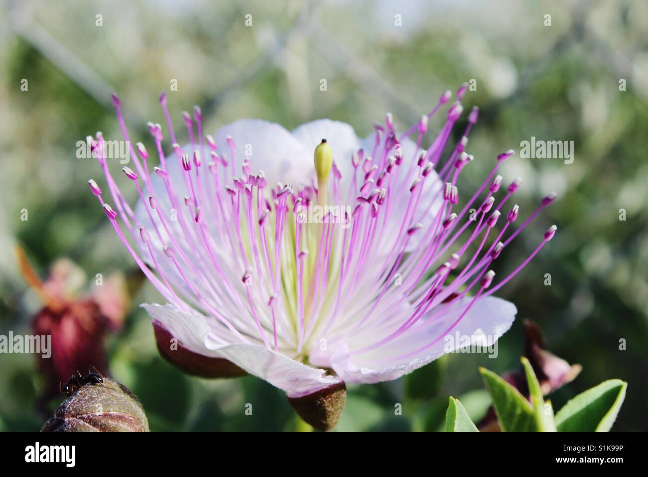 Fower Stock Photos & Fower Stock Images - Alamy