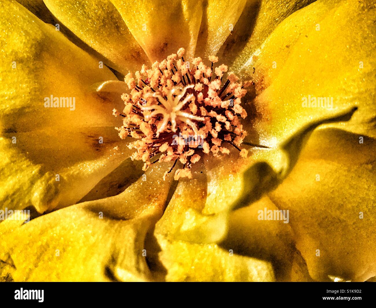 Portulaca grandiflora, also known as moss rose Stock Photo - Alamy