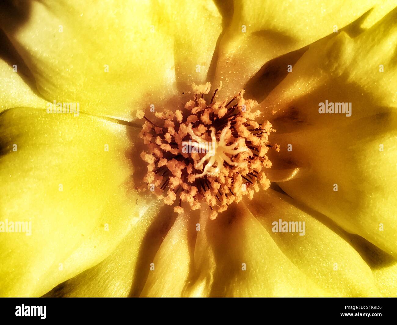 Portulaca grandiflora, also known as moss rose Stock Photo - Alamy