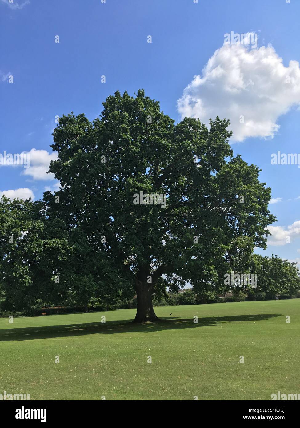 Summer trees hi-res stock photography and images - Alamy