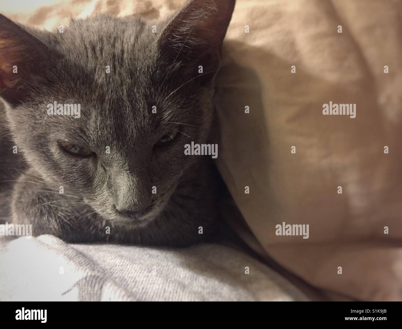 Grey cat sleepy white hi-res stock photography and images - Alamy
