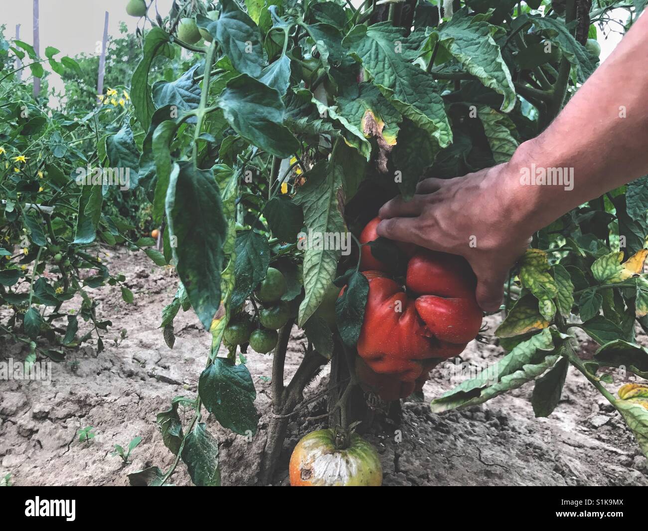 Picking tomatoes hi-res stock photography and images - Alamy