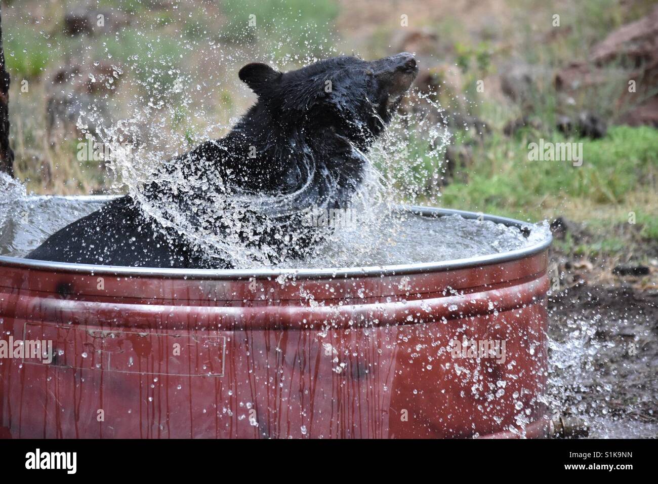 Water bear hi-res stock photography and images - Alamy