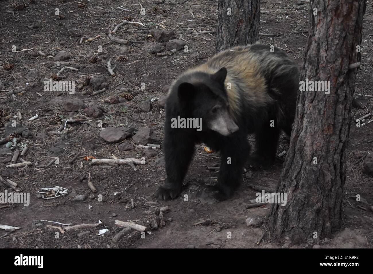 Shedding black bear hi-res stock photography and images - Alamy