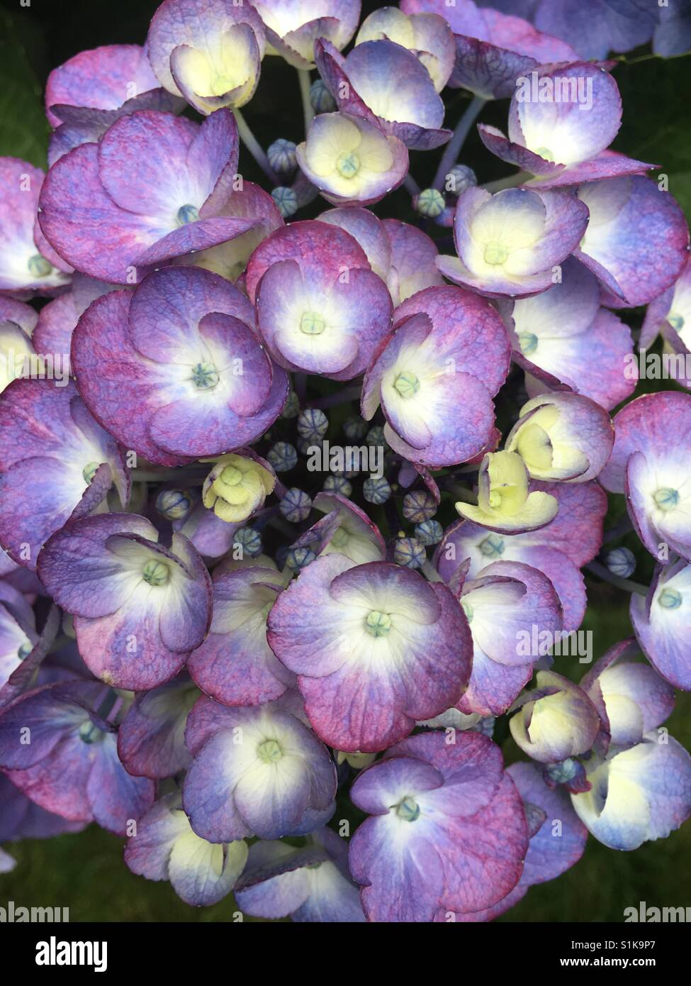 Purple Hydrangea flowers Stock Photo - Alamy