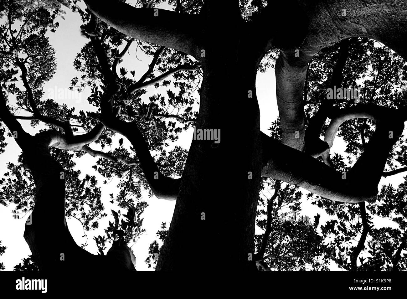 Black and white tree top Stock Photo - Alamy