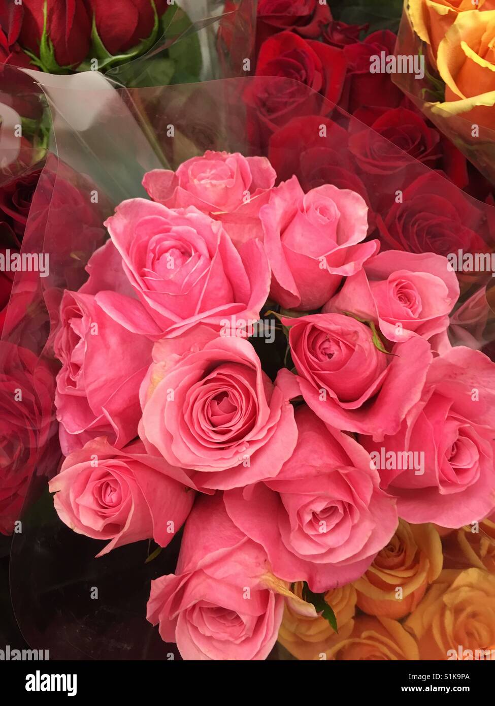 Pink Rose flowers Stock Photo - Alamy