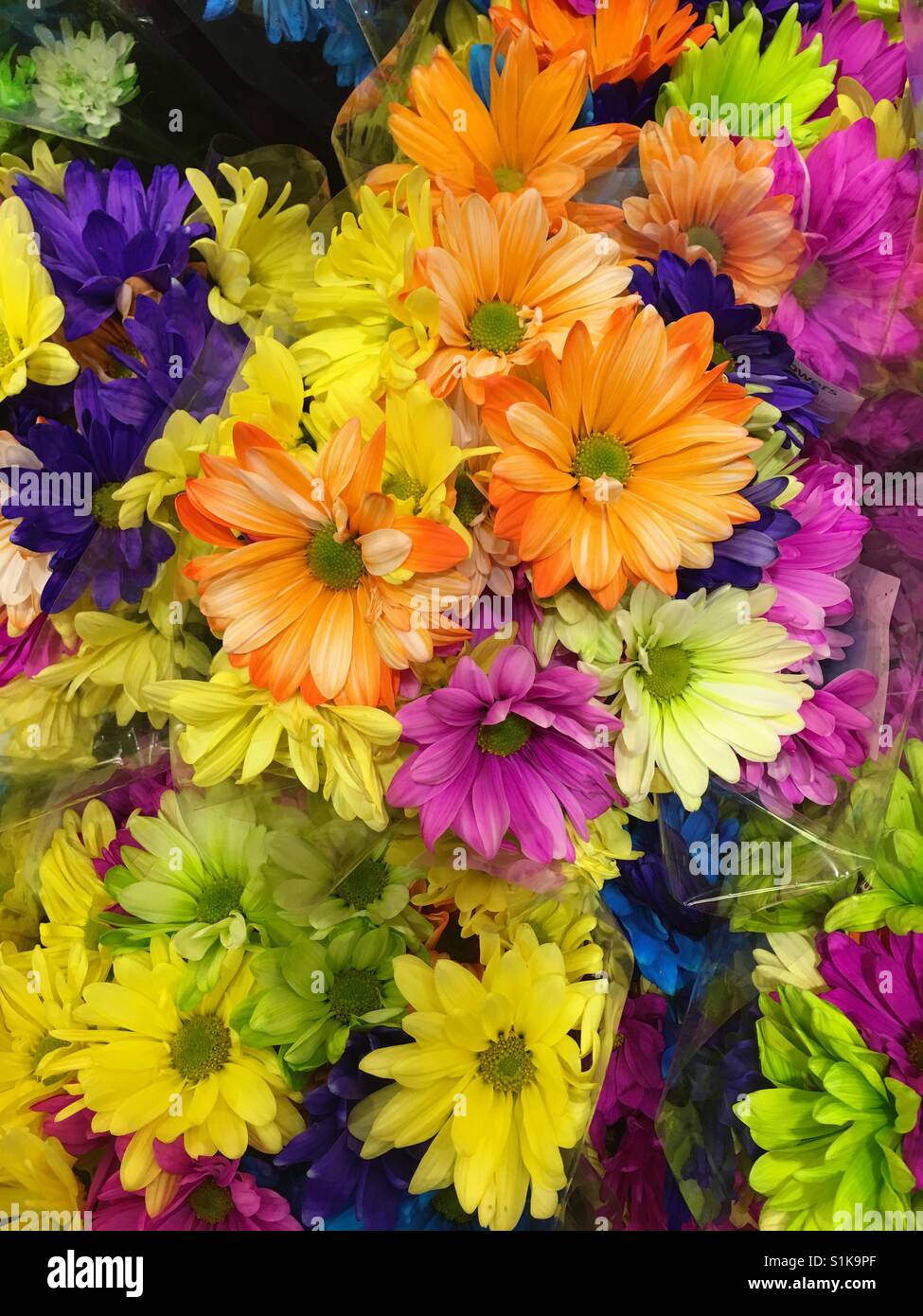 Yellow Orange and purple flowers Stock Photo - Alamy