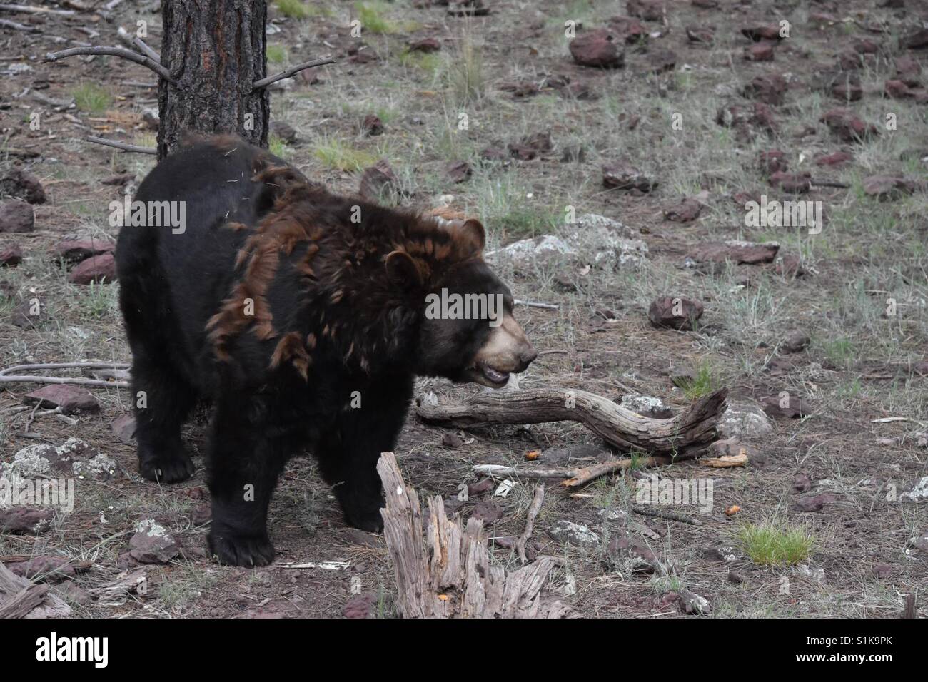 Shedding black bear hi-res stock photography and images - Alamy