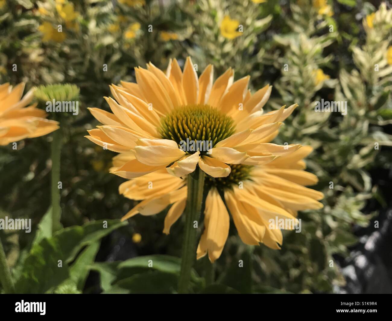 Aloha flower hi-res stock photography and images - Alamy