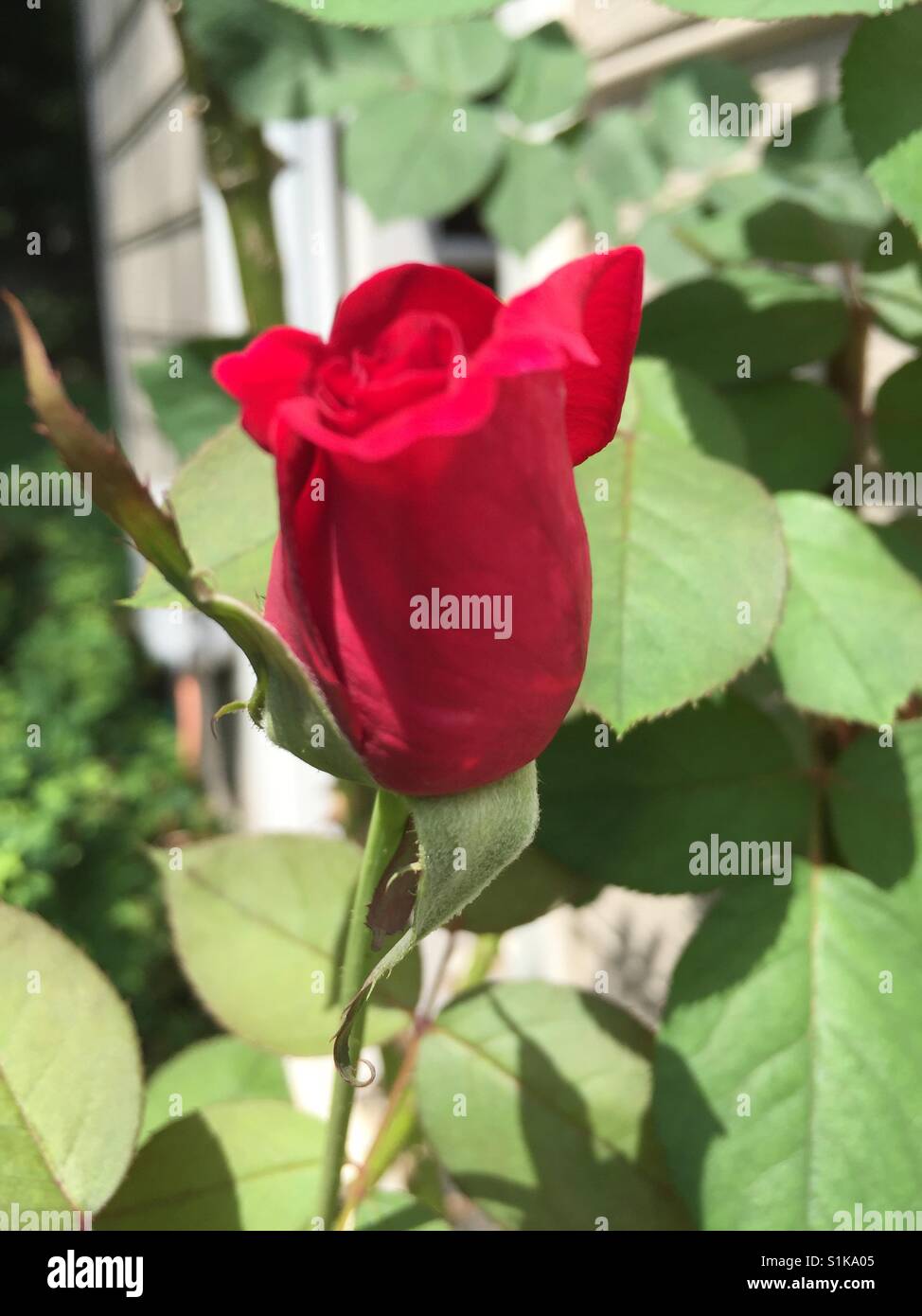 Red rose bud hi-res stock photography and images - Alamy