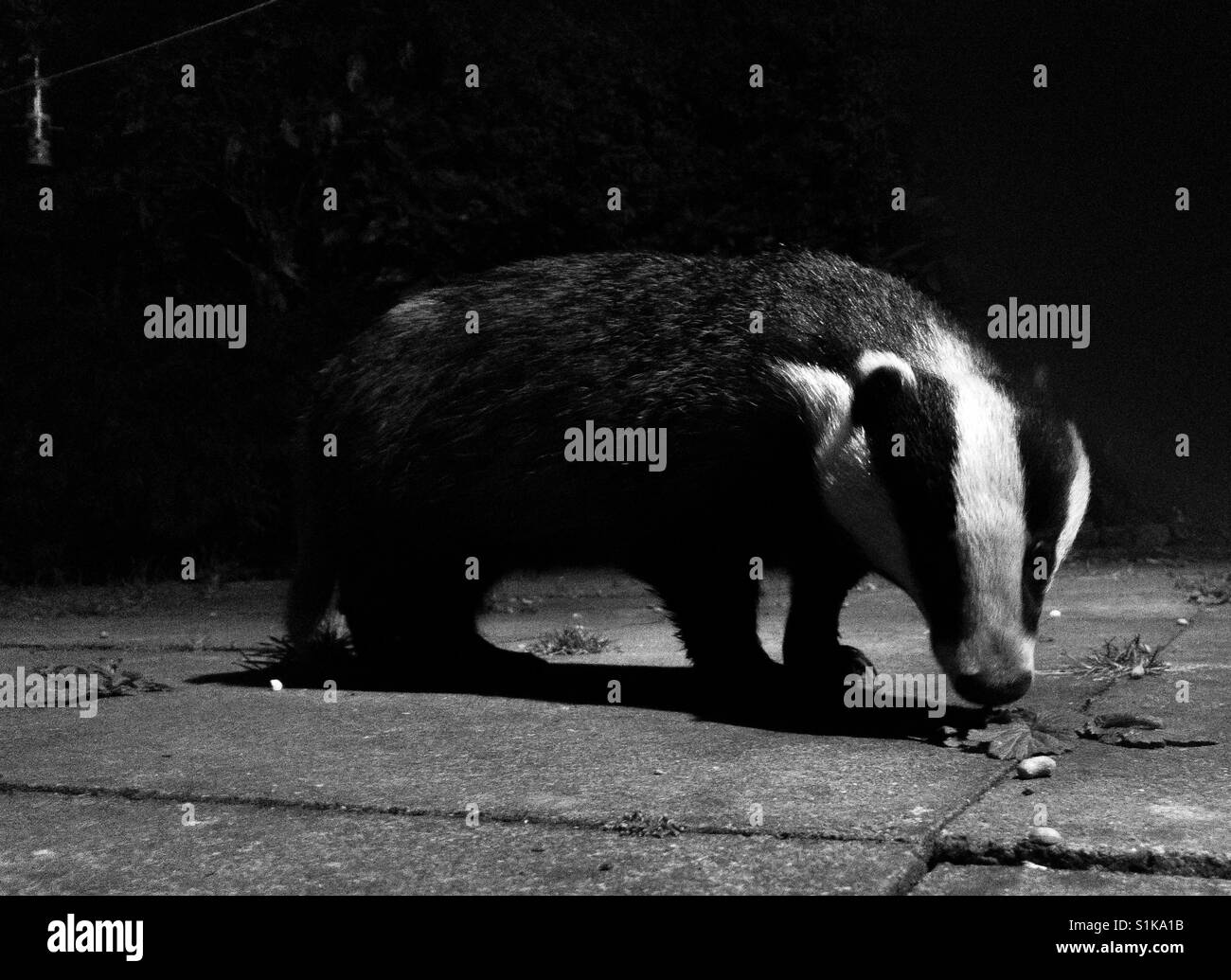 Wildlife garden Black and White Stock Photos & Images - Alamy