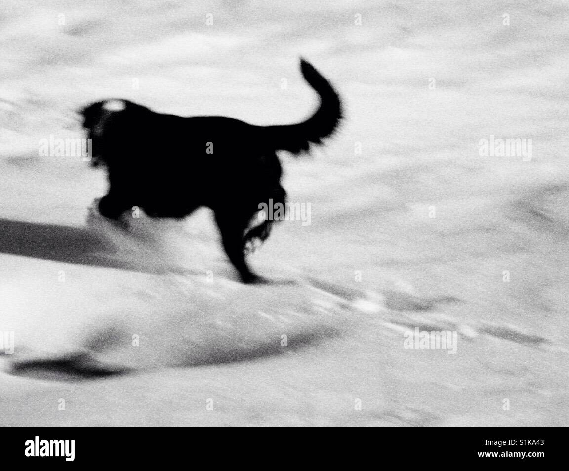 Black and white- dog romping in snow- North Carolina Stock Photo - Alamy