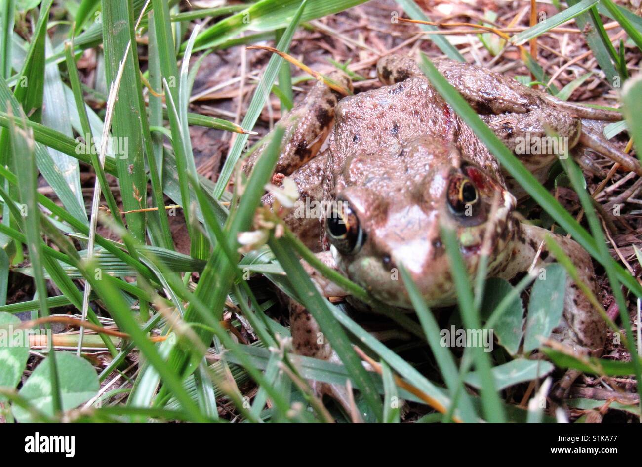 Grass frogs hi-res stock photography and images - Alamy