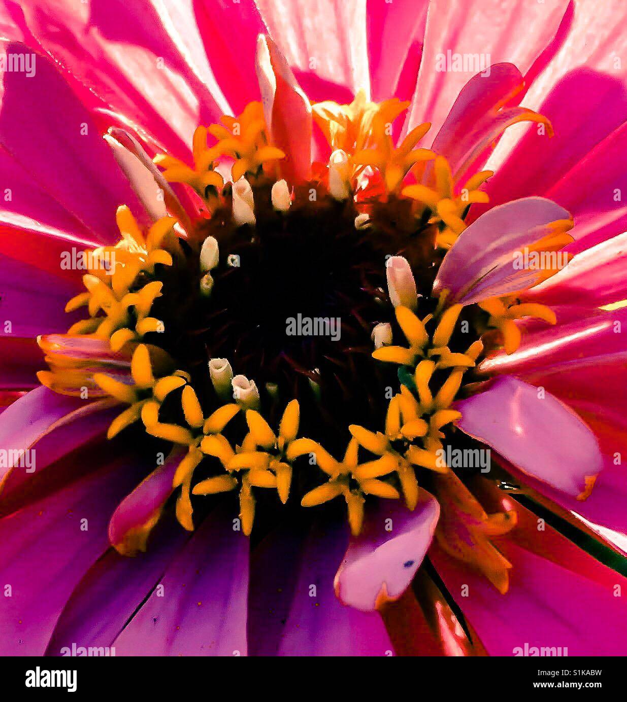 Pink flower with yellow center hi-res stock photography and images - Alamy