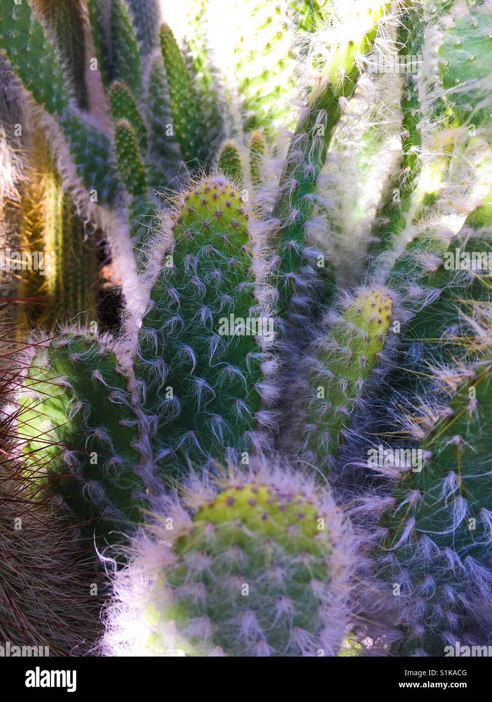 White Hairy Cactus High Resolution Stock Photography and Images - Alamy