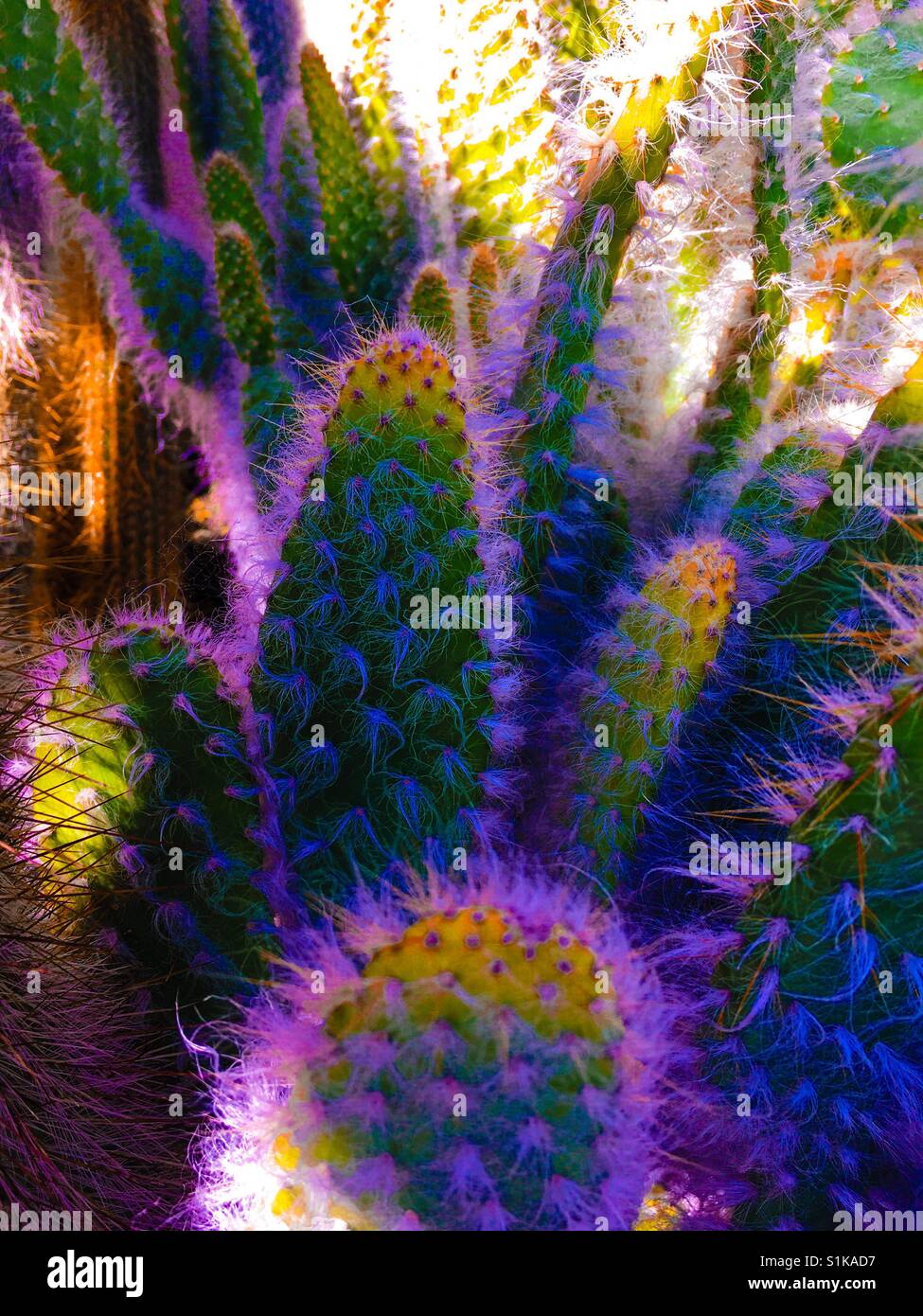 Old man's cactus Stock Photo - Alamy