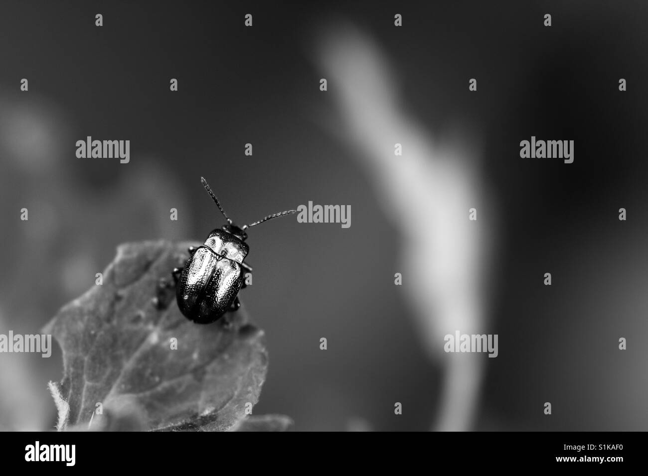 Photography beetle hi-res stock photography and images - Alamy