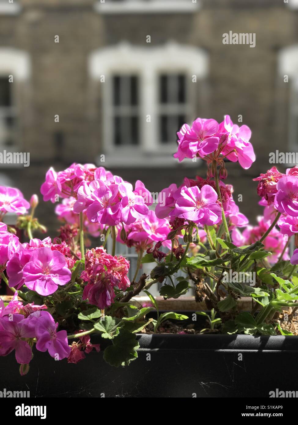 Spring tine window box Stock Photo - Alamy