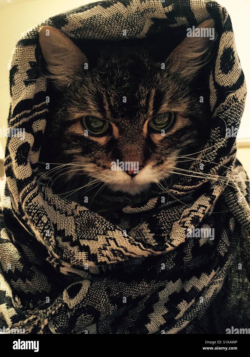 Cat scarf hi-res stock photography and images - Alamy