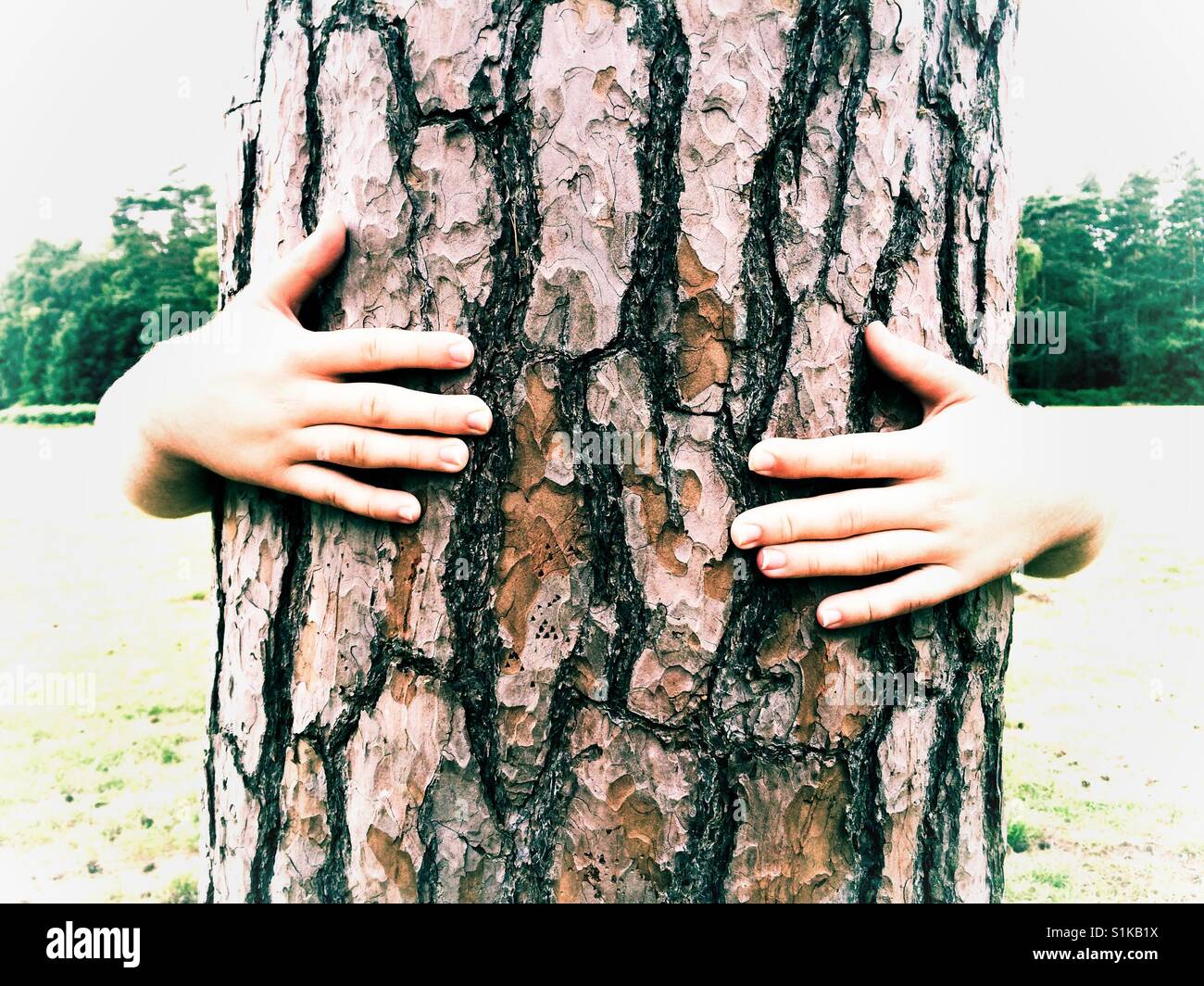 A pair of hands hugging the trunk of a tall tree whilst caressing it as ...