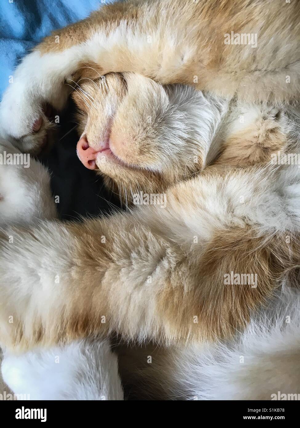 Sleeping ginger domestic cat hi-res stock photography and images - Alamy