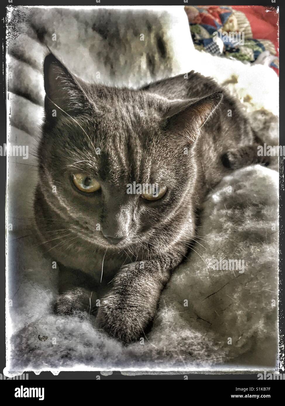 Grey cats hi-res stock photography and images - Alamy