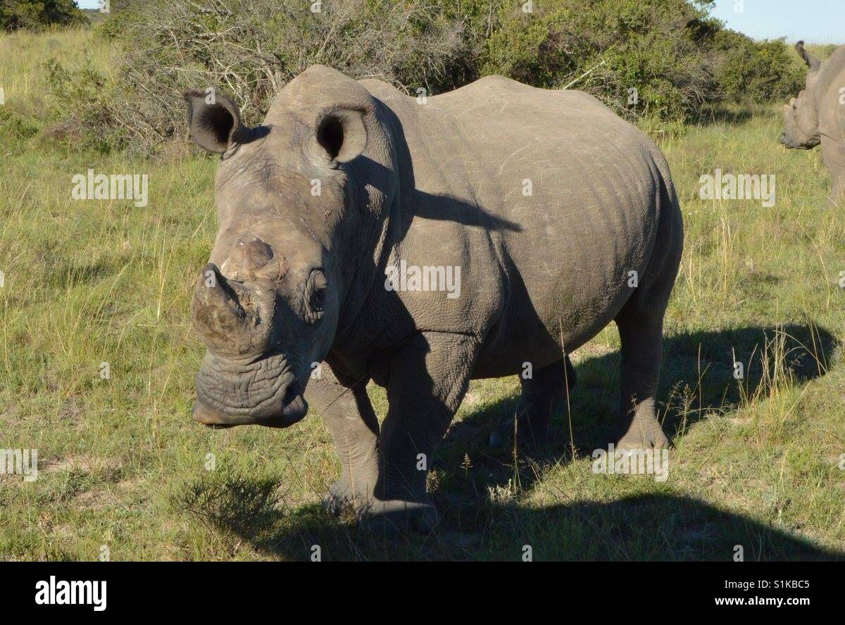 Poached rhino on a South African game reserve Stock Photo - Alamy