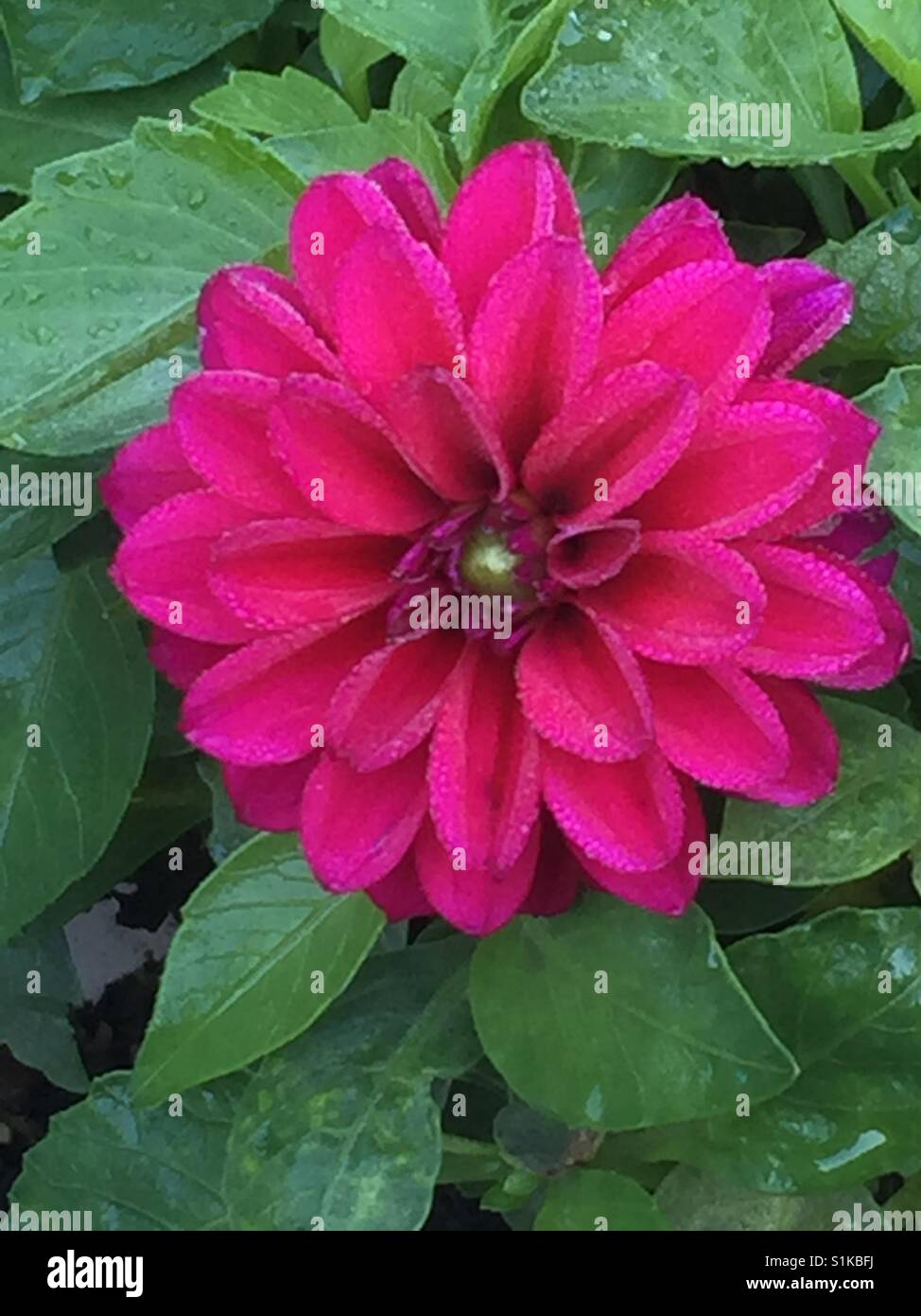 Hot pink dahlia hi-res stock photography and images - Alamy