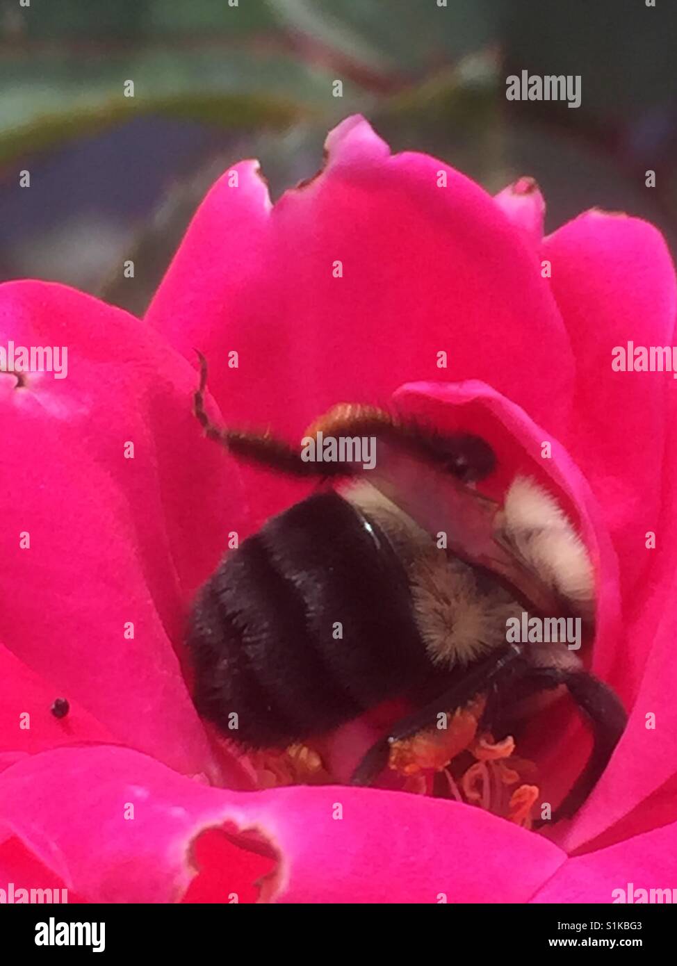 Inside a rose with a bee Stock Photo - Alamy