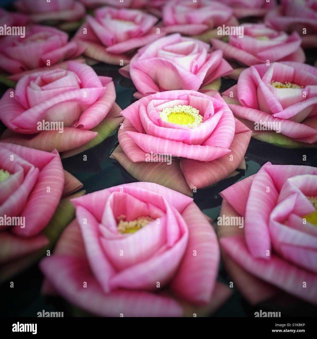 Many lotus flowers hi-res stock photography and images - Alamy