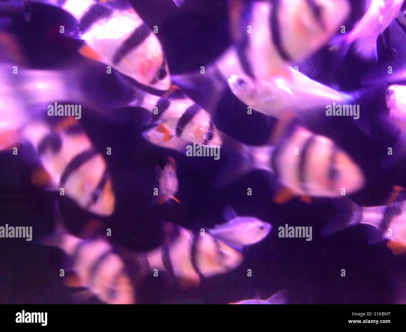 Tiger barb fish Stock Photo - Alamy