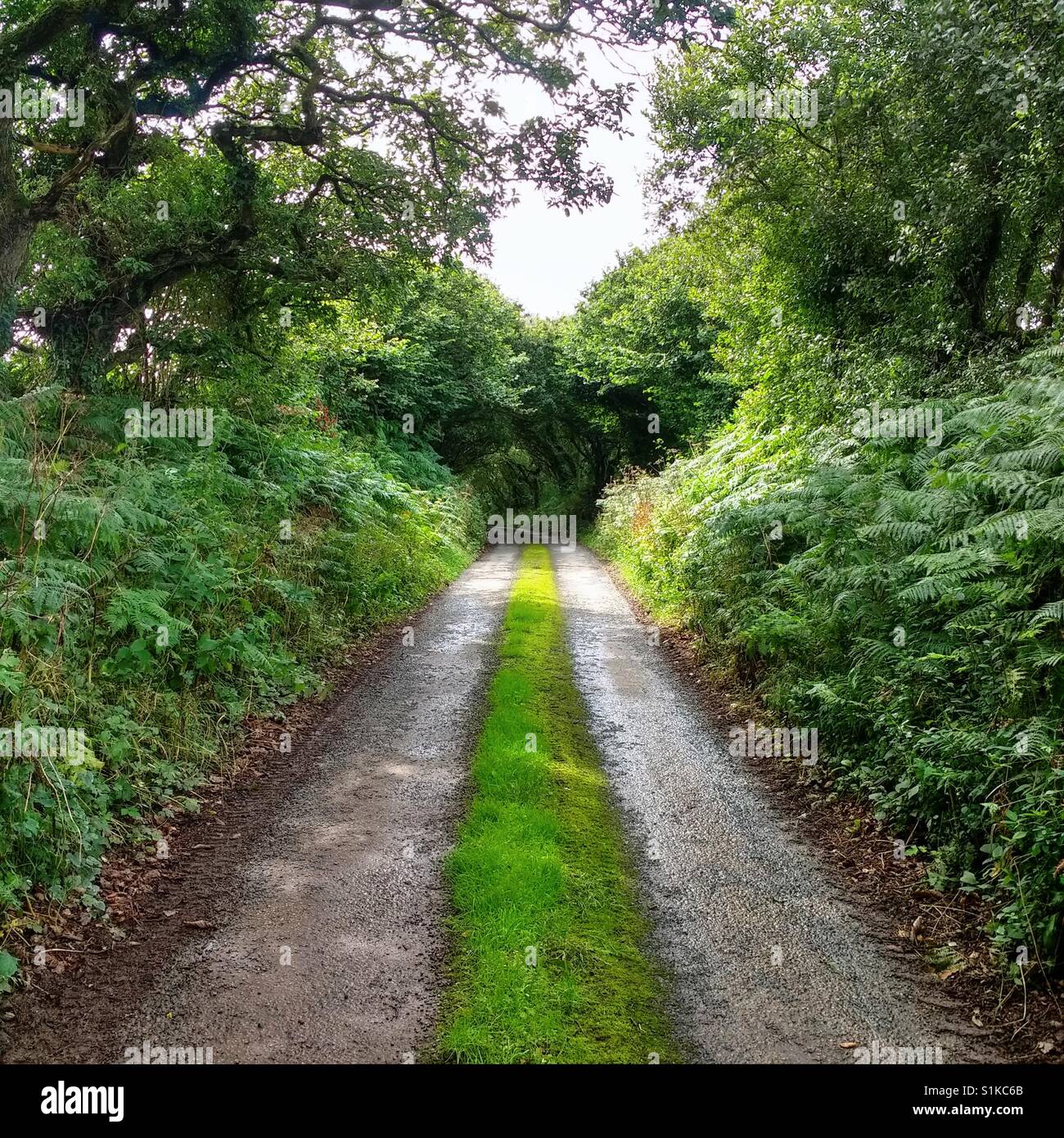 Narrow English country road to St. Allen, Cornwall UK Stock Photo - Alamy