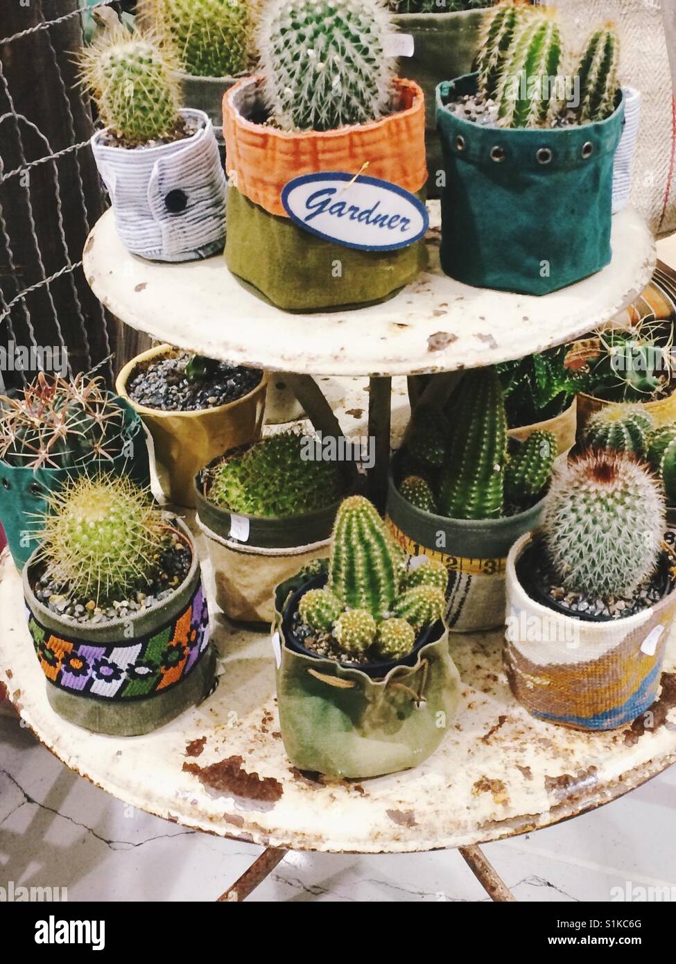 Cactus collection hi-res stock photography and images - Alamy