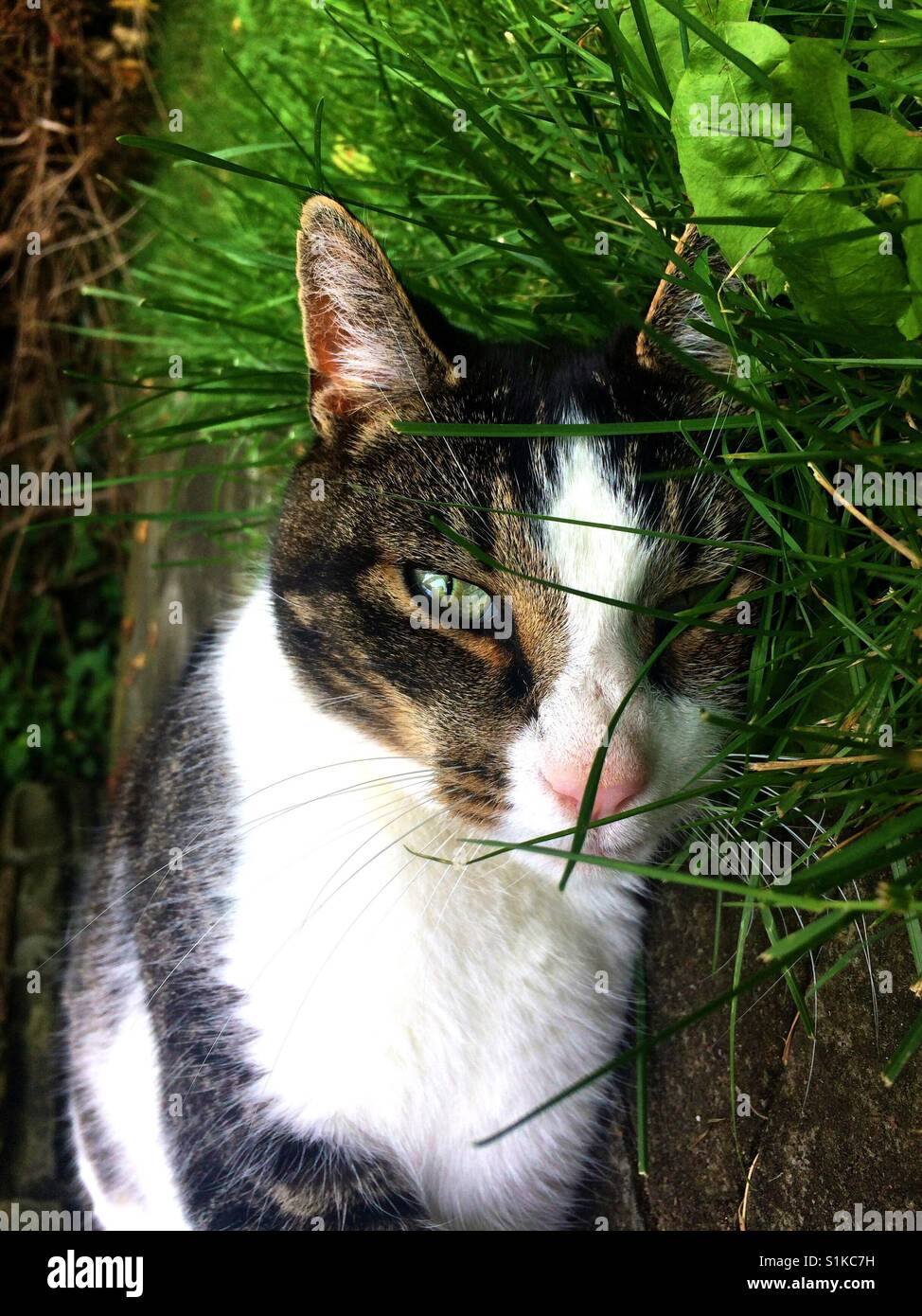 Kitty laying in grass Stock Photo - Alamy