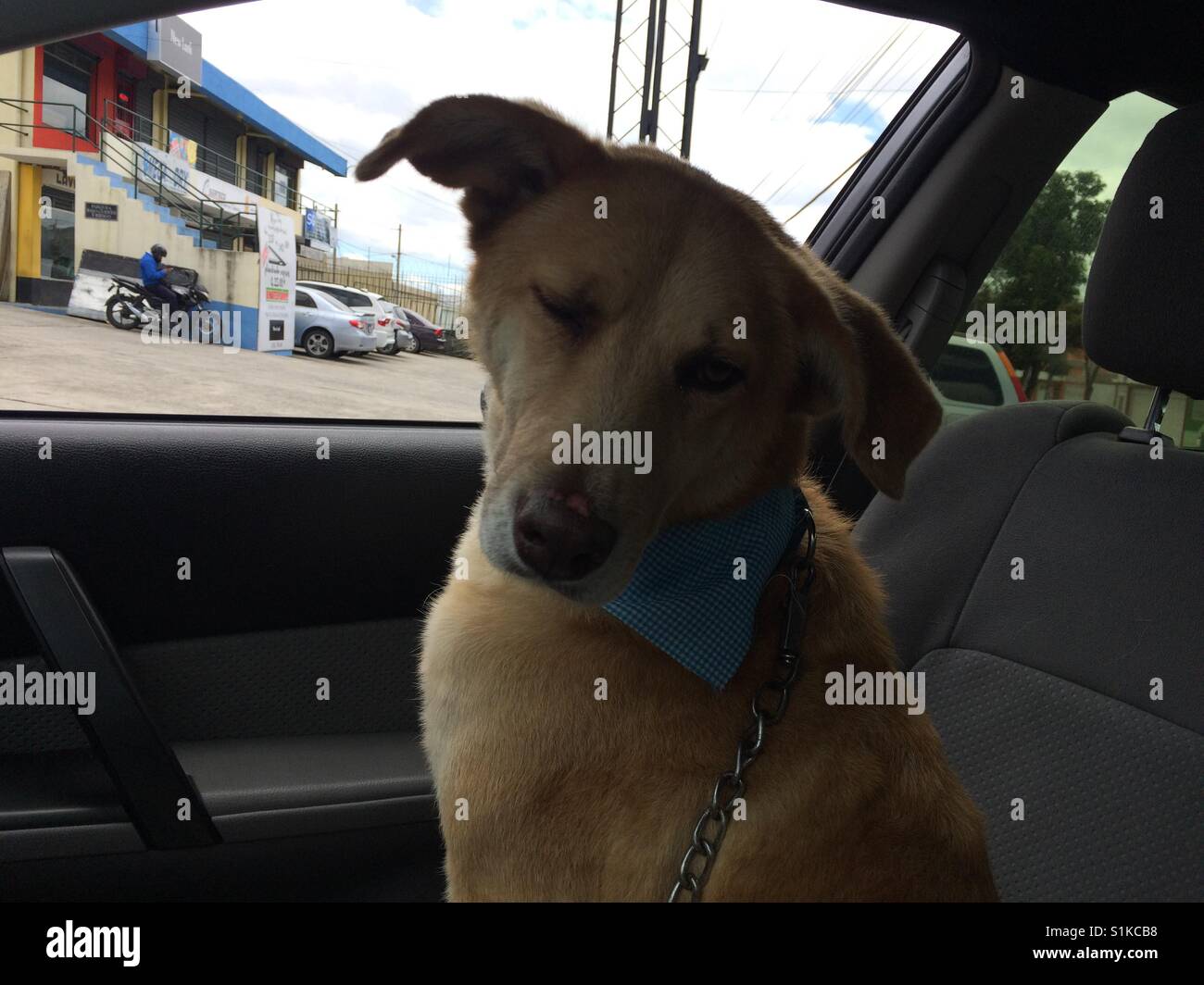 Perro ojo hi-res stock photography and images - Alamy