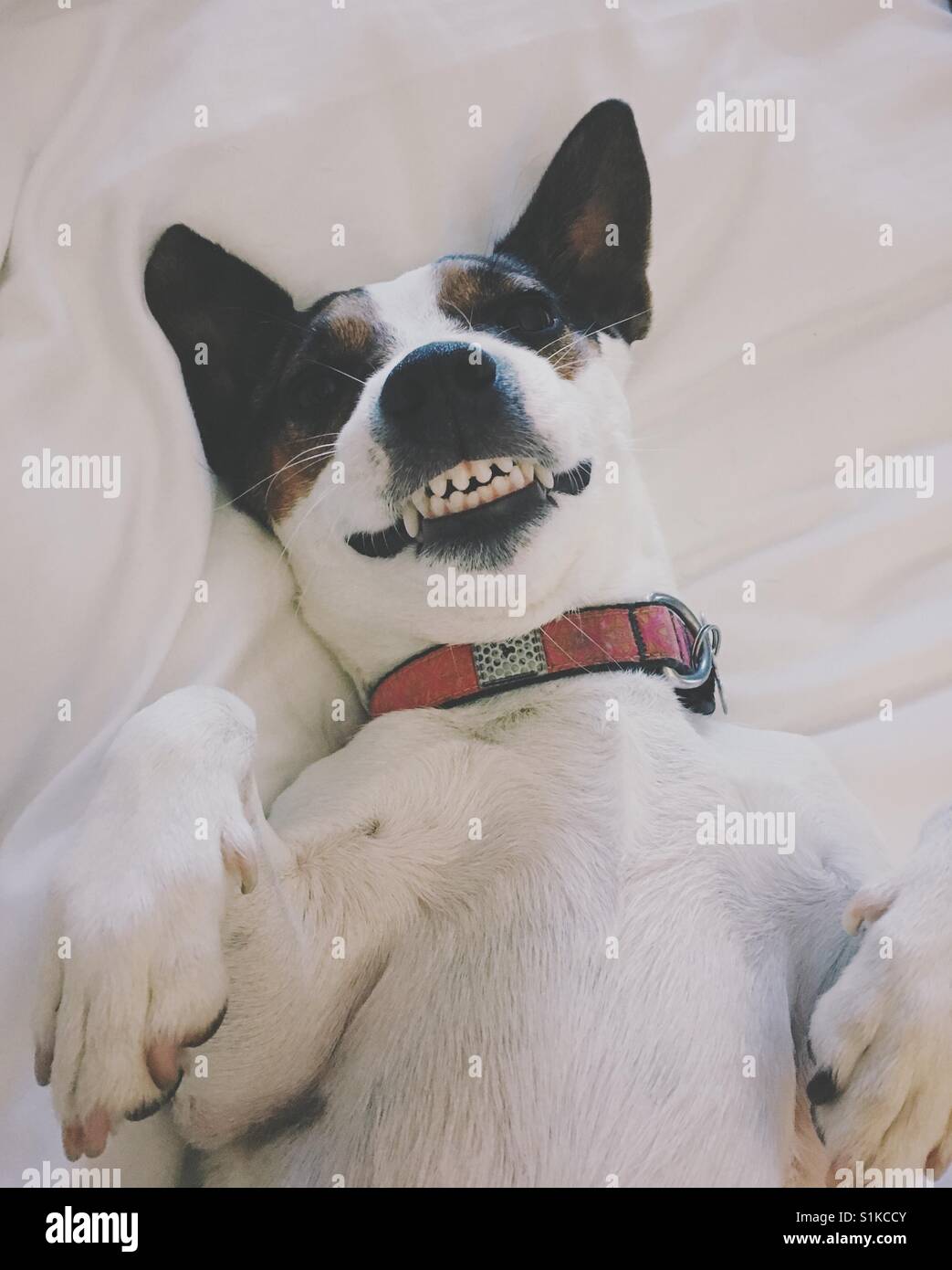 Smiling dog hi-res stock photography and images - Alamy