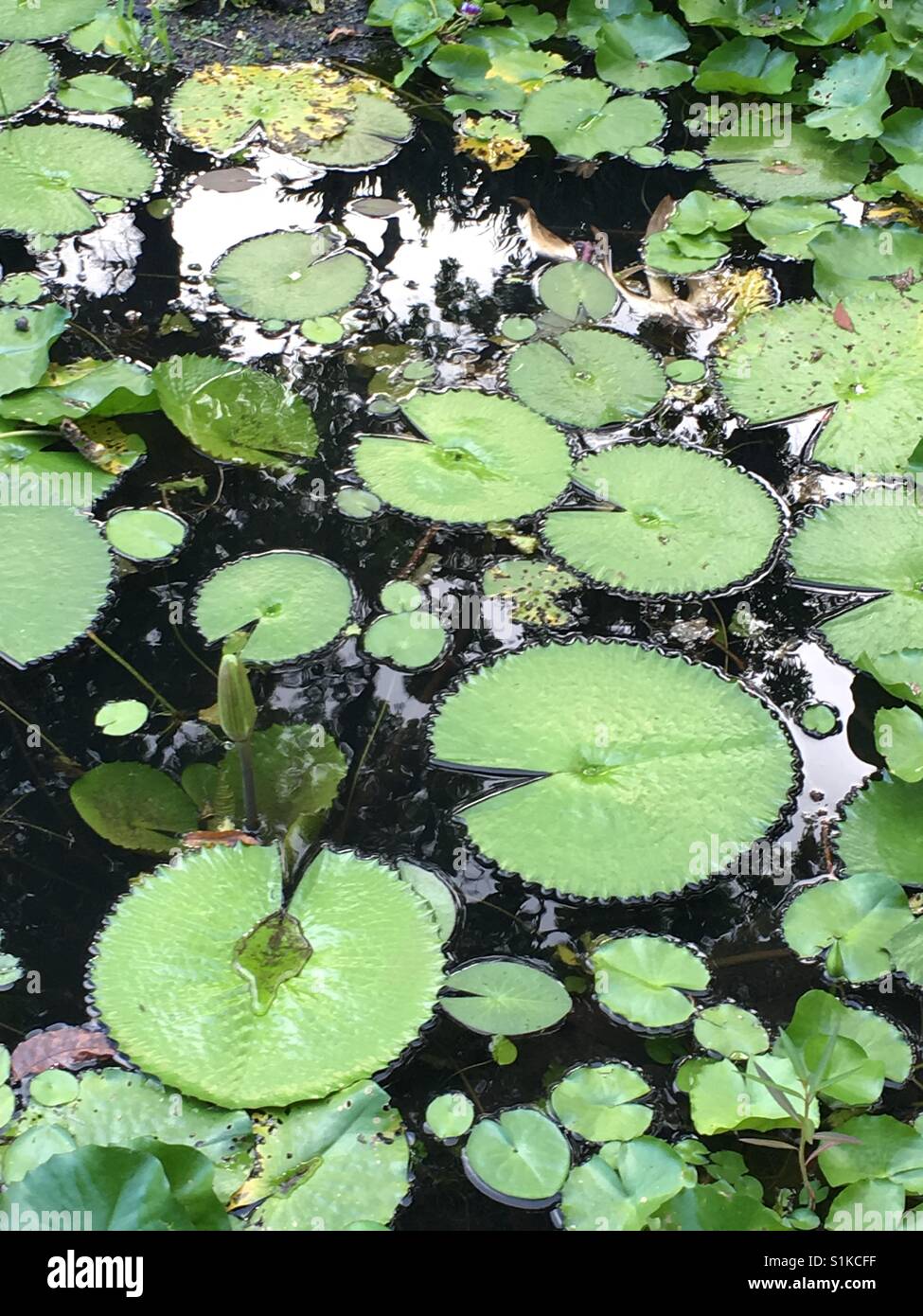 Monet lily pads hi-res stock photography and images - Alamy