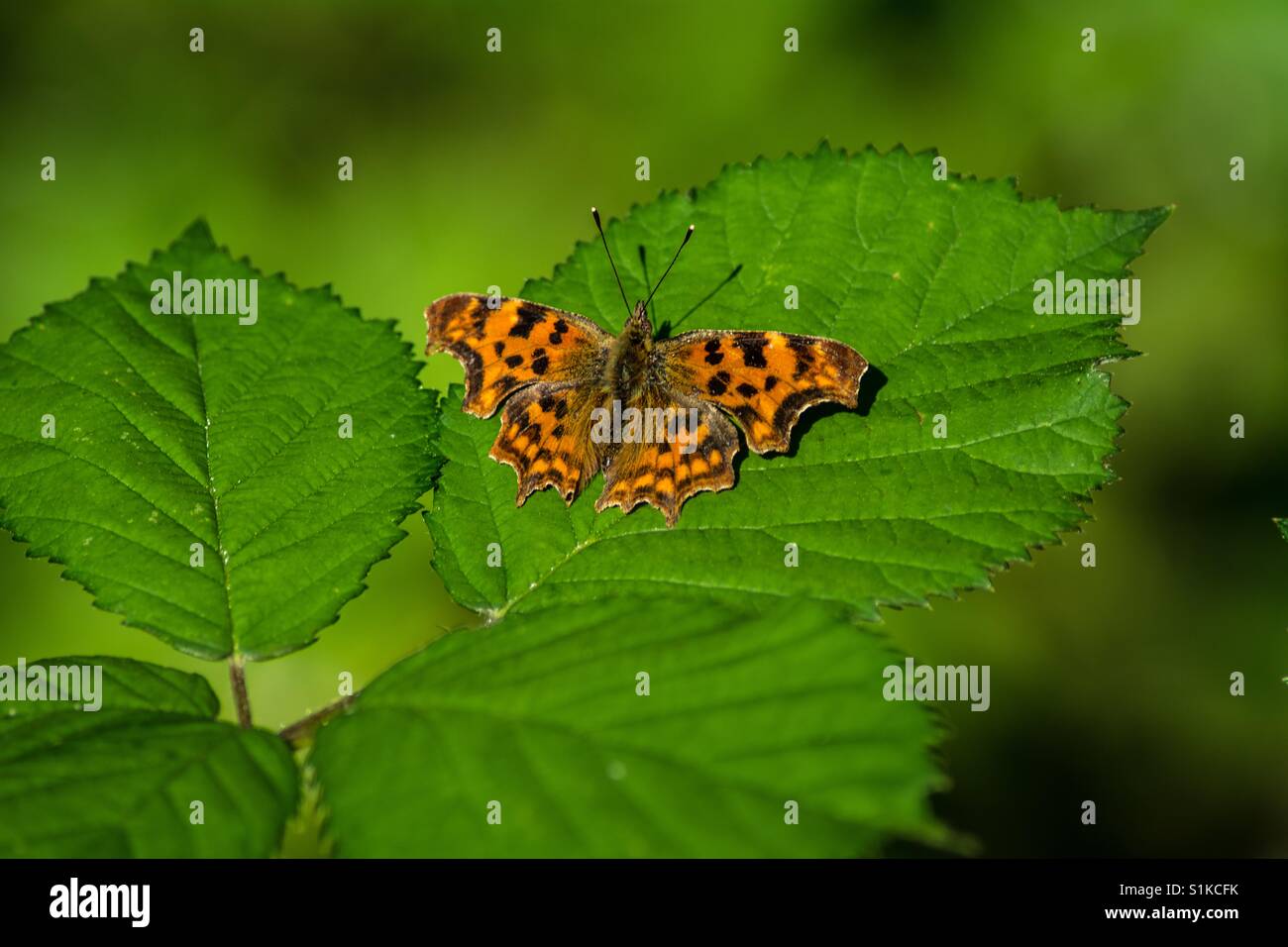 Butterfly resting in the sun hi-res stock photography and images - Alamy