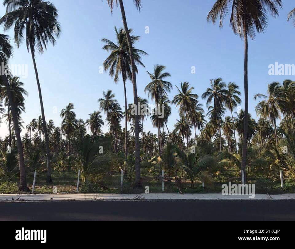 Palmeras cielo hi-res stock photography and images - Alamy