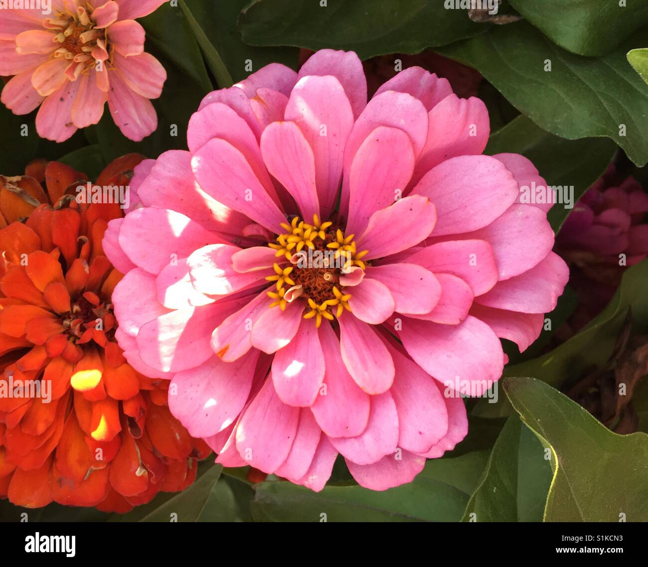 Pink zinnia flower Stock Photo - Alamy