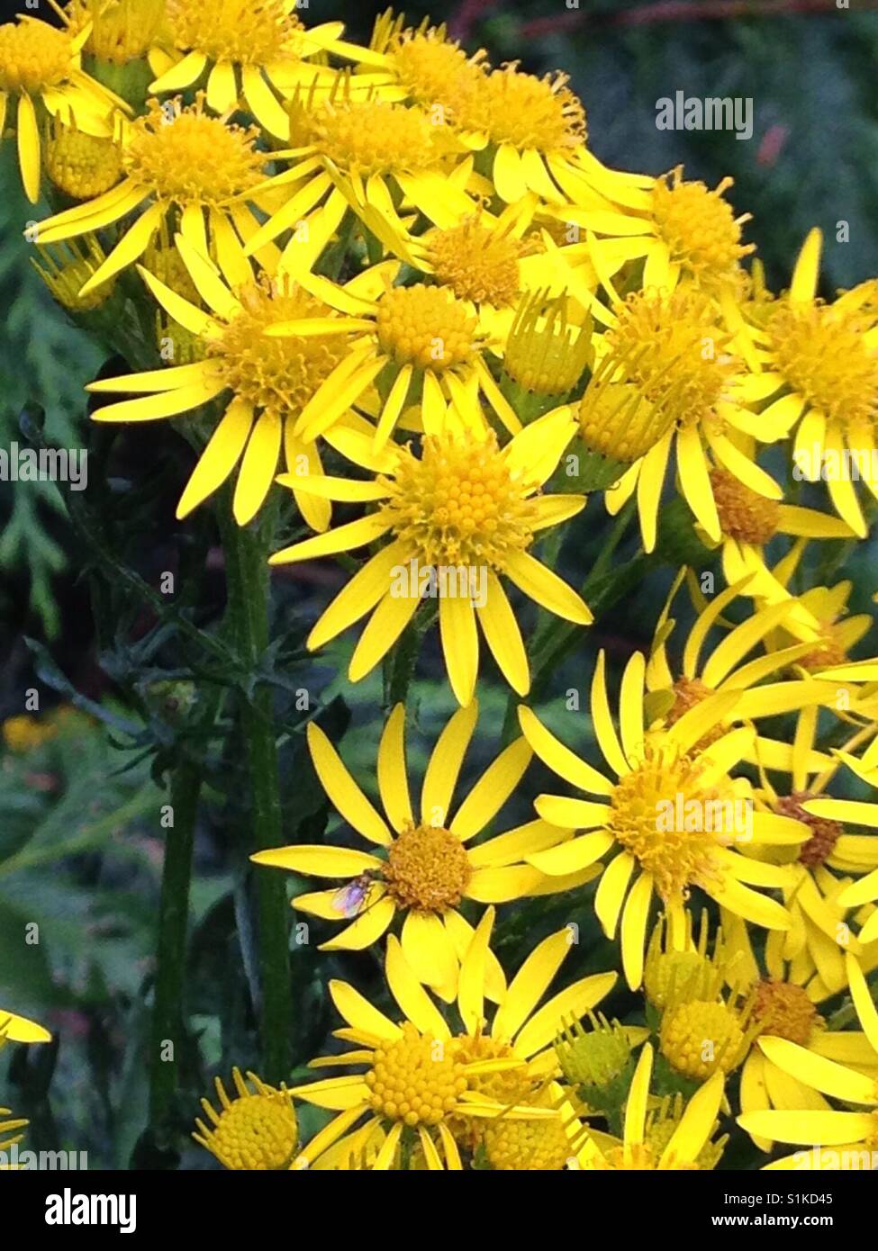 Bright yellow daisy like flowers hi-res stock photography and images ...
