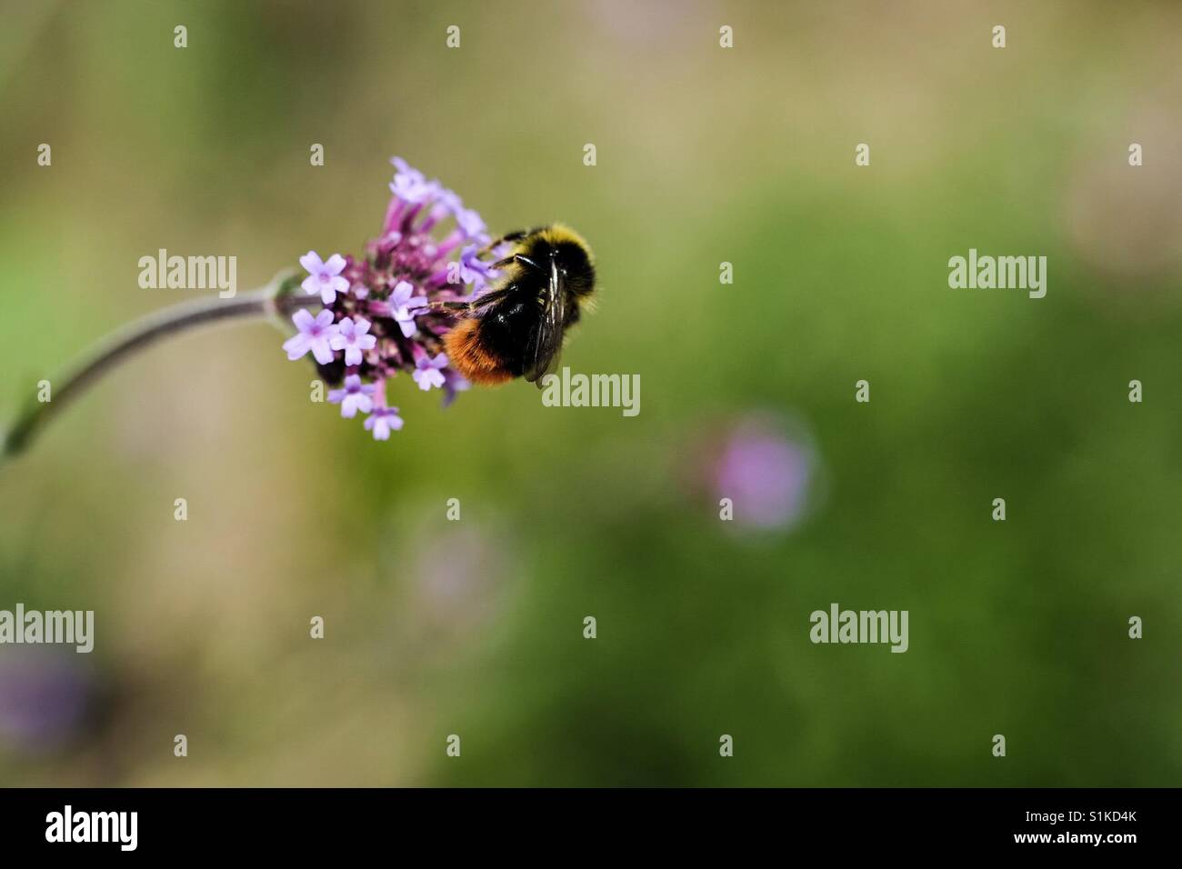 Verbena bonariensis bee hi-res stock photography and images - Alamy